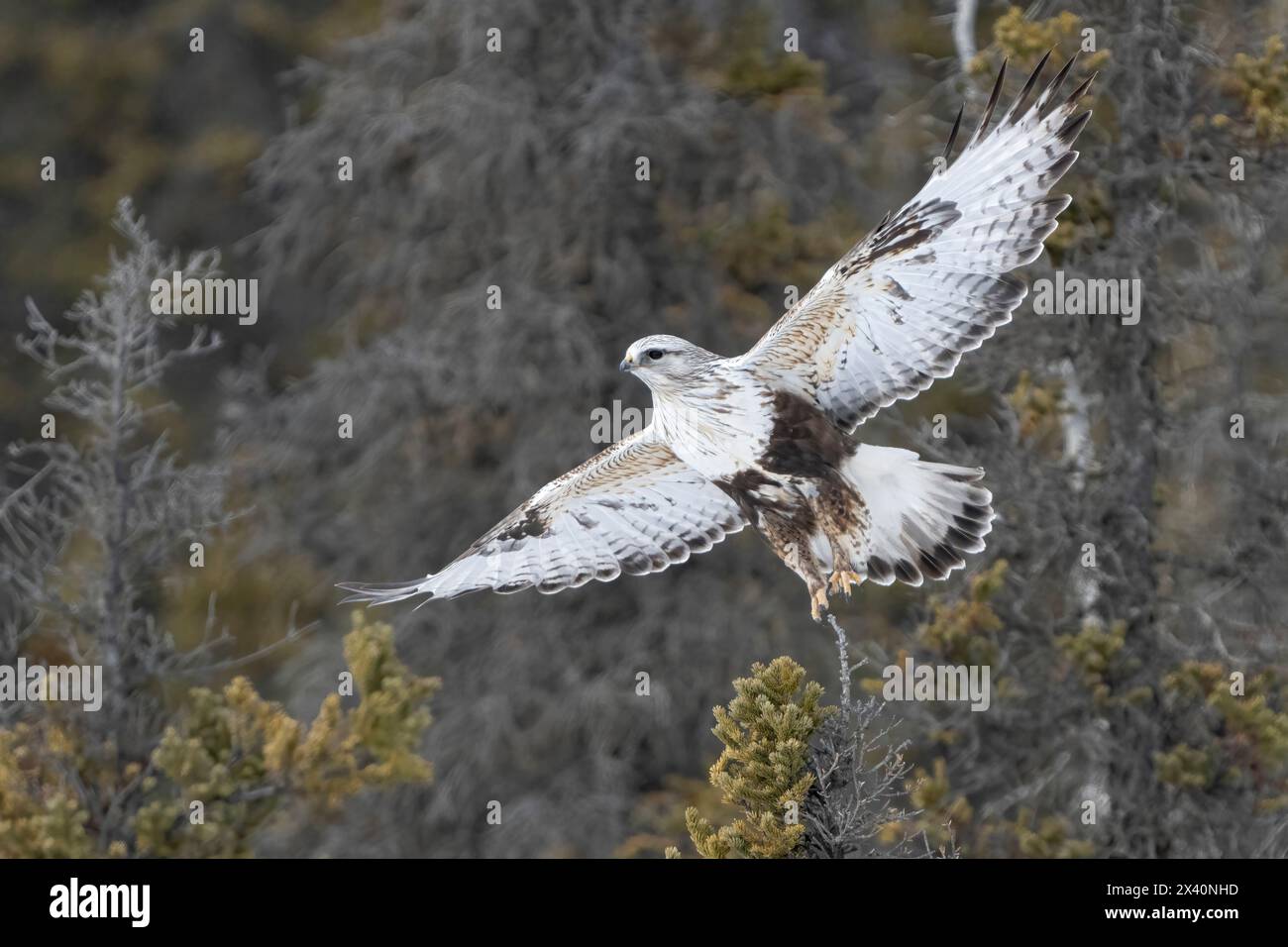 Rough-legged hawk (Buteo lagopus) taking flight from a treetop; Haines ...