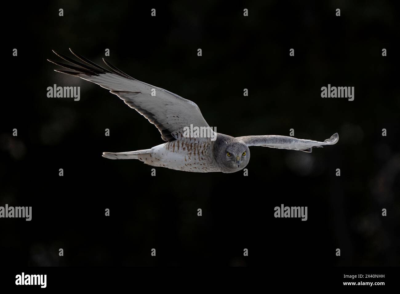 Northern harrier (Circus hudsonius), also known as the Marsh hawk or ...