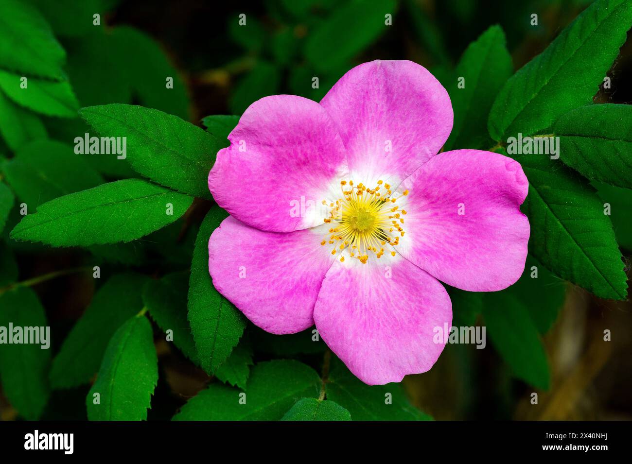 The rose photos hi-res stock photography and images - Alamy