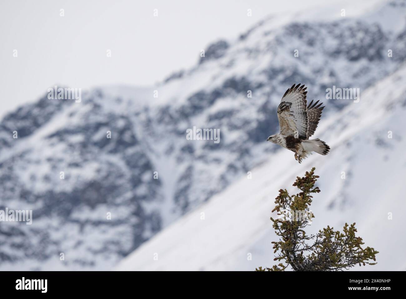 Rough-legged hawk (Buteo lagopus) taking flight from a treetop; Haines ...