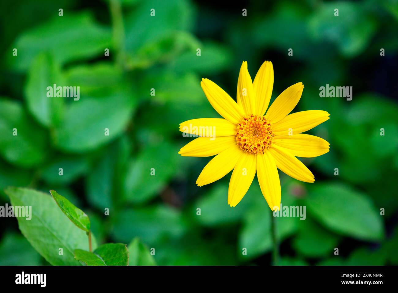 Close-up of yellow flowering Asterid against a green background of ...