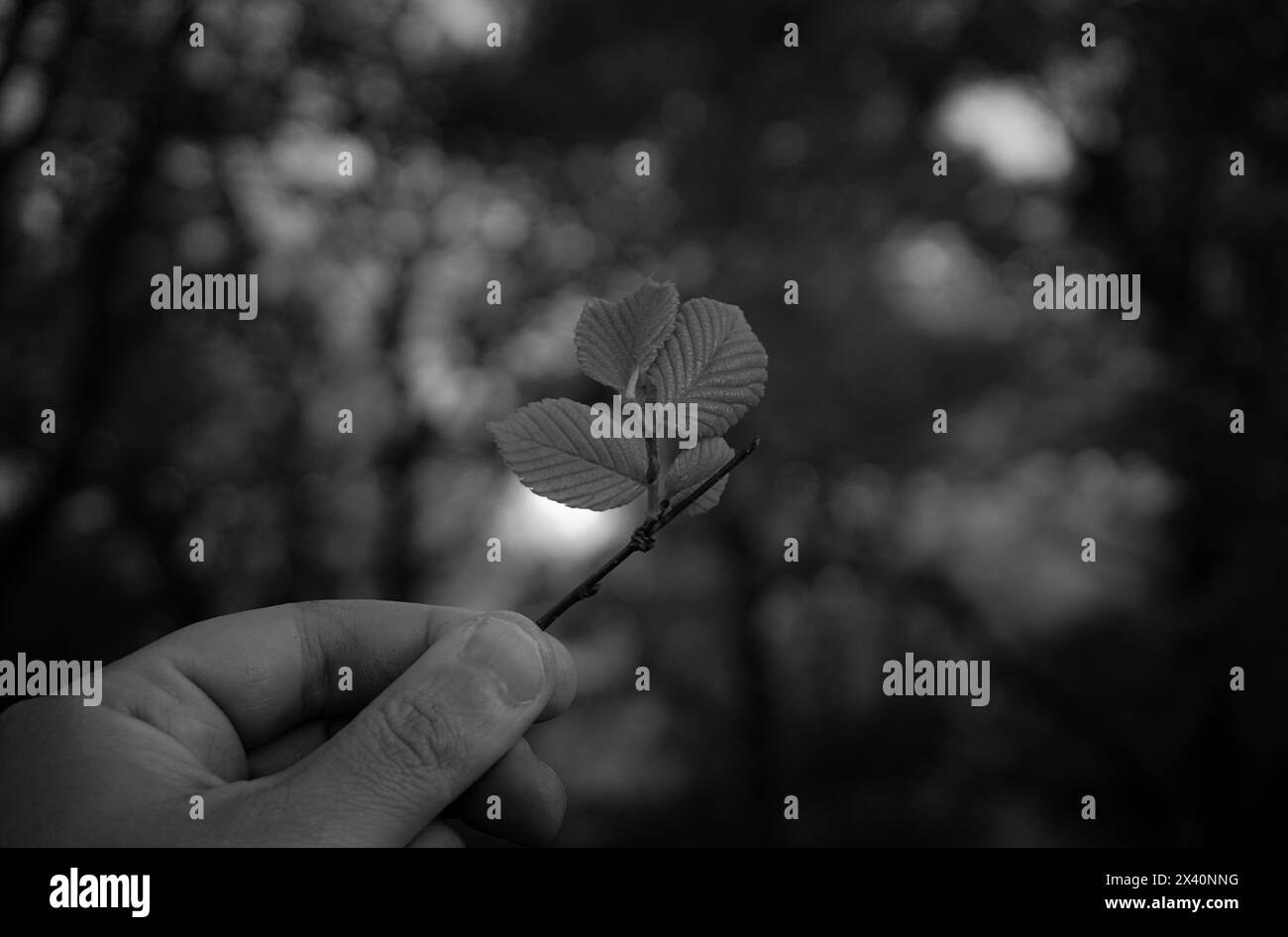 Tree trees and trees landscape landscape park with nature leaves Black ...