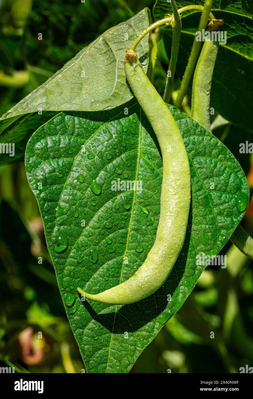 Bean and leaf hi-res stock photography and images - Alamy