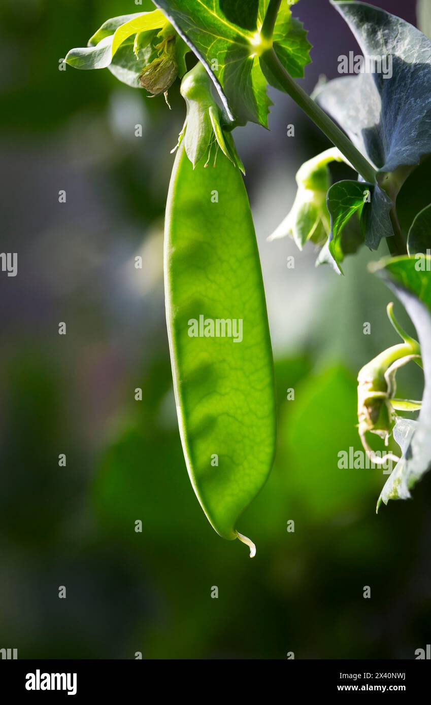 Non edible plants hi-res stock photography and images - Alamy