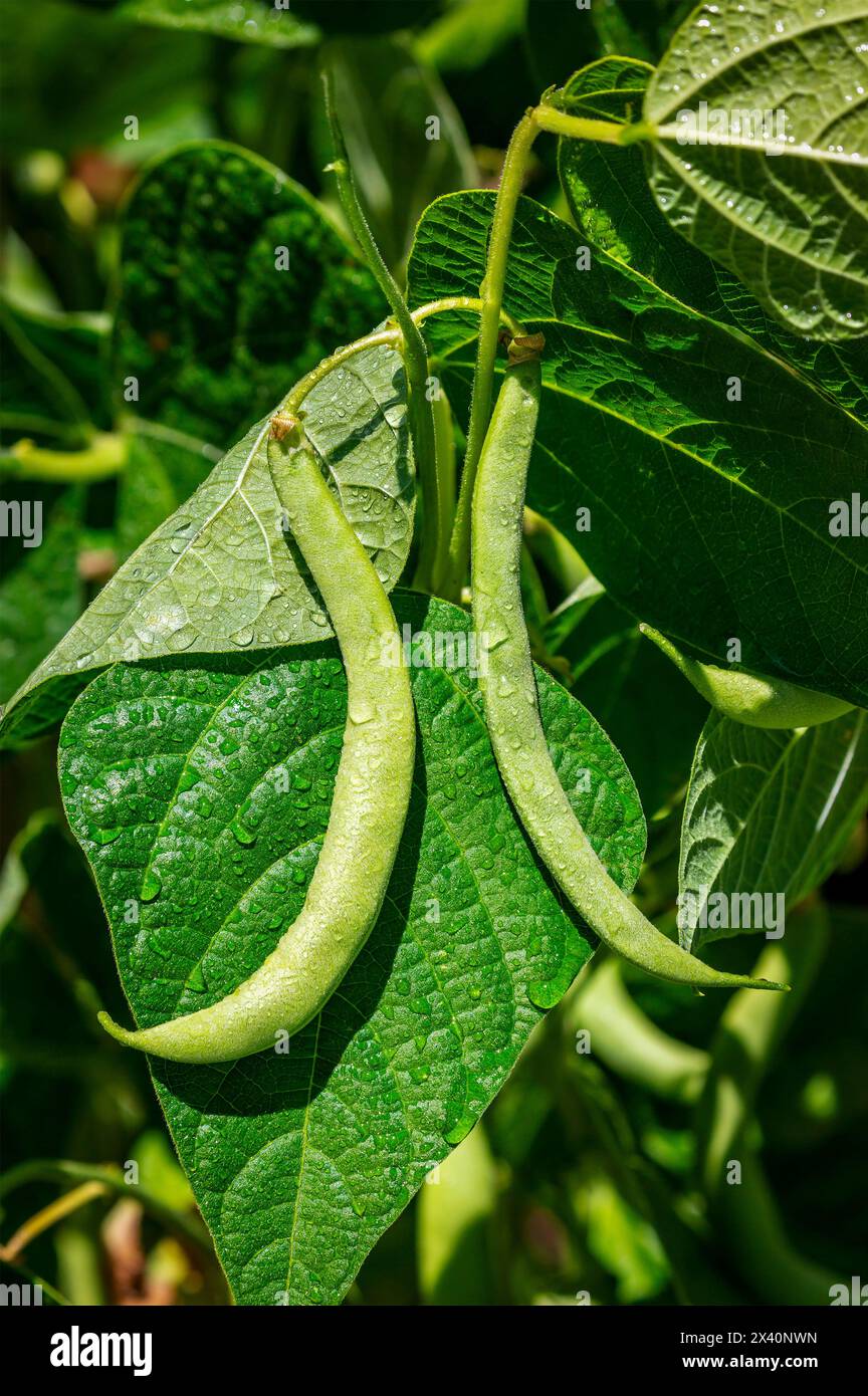 Bean and leaf hi-res stock photography and images - Alamy