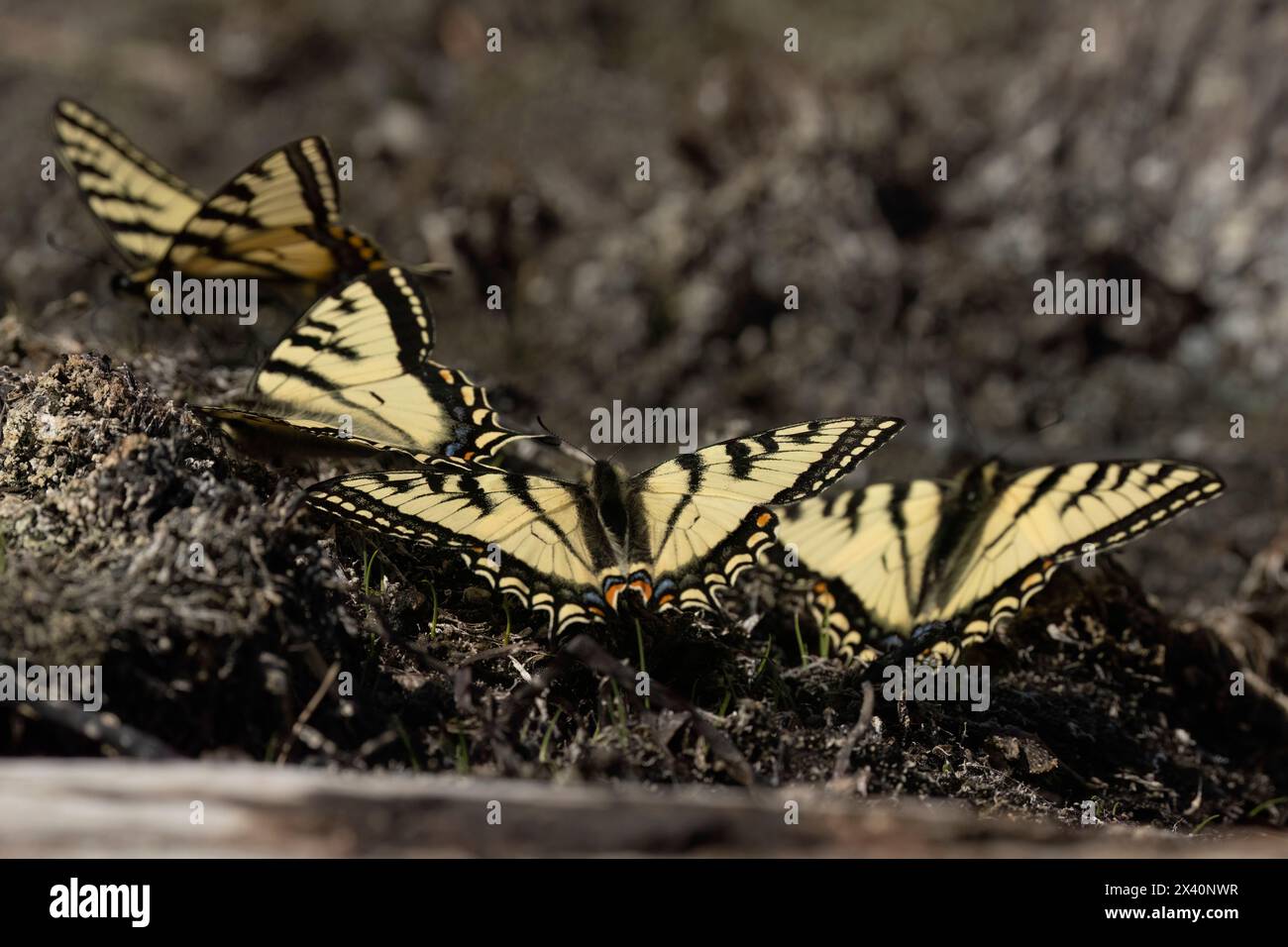 Swallowtail butterflies are large, colorful butterflies in the family ...