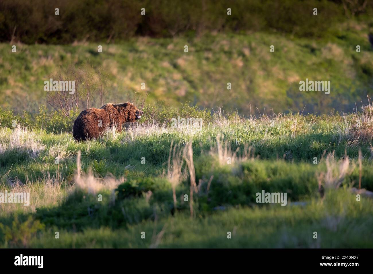 An Alaska brown bear (Ursus arctos) recently out of hibernation, rests ...