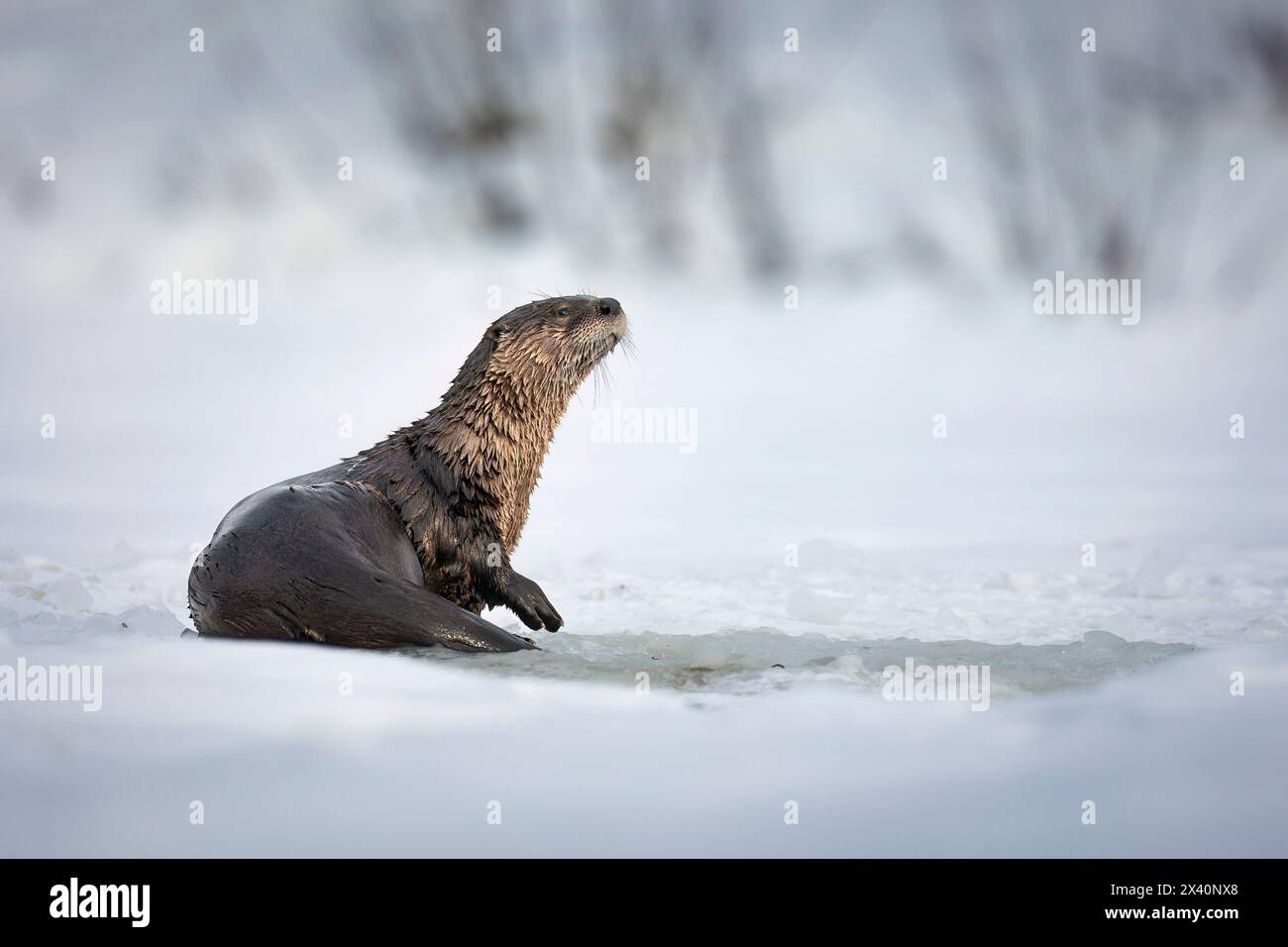Portrait of a river otter (Lutra canadensis) sitting near an ice ...
