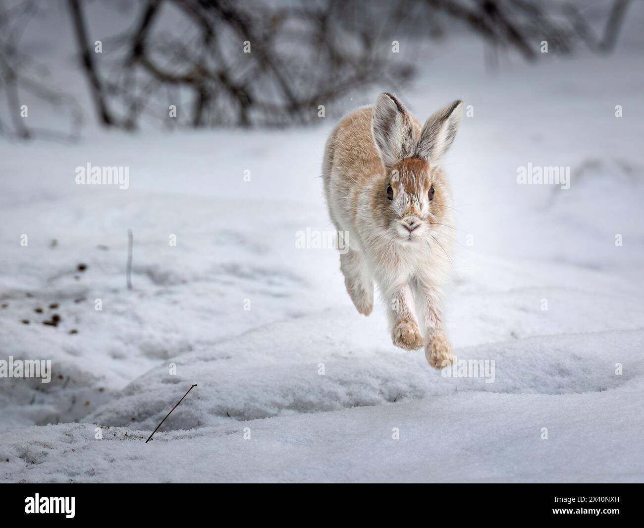 A snowshoe hare (Lepus americanus) already turning from winter white to ...