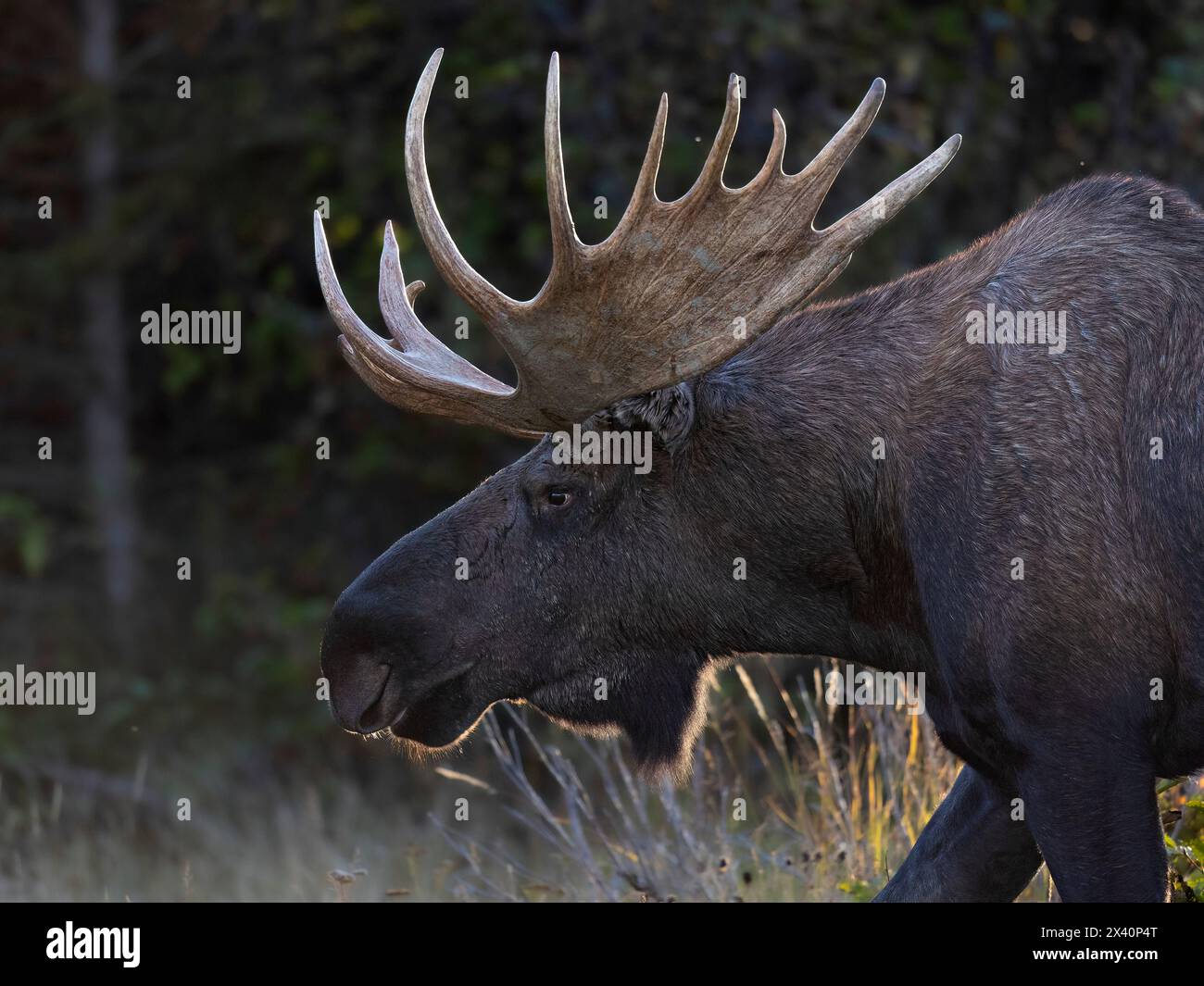 A large Alaska bull moose (Alces alces) prowls an open meadow in search ...