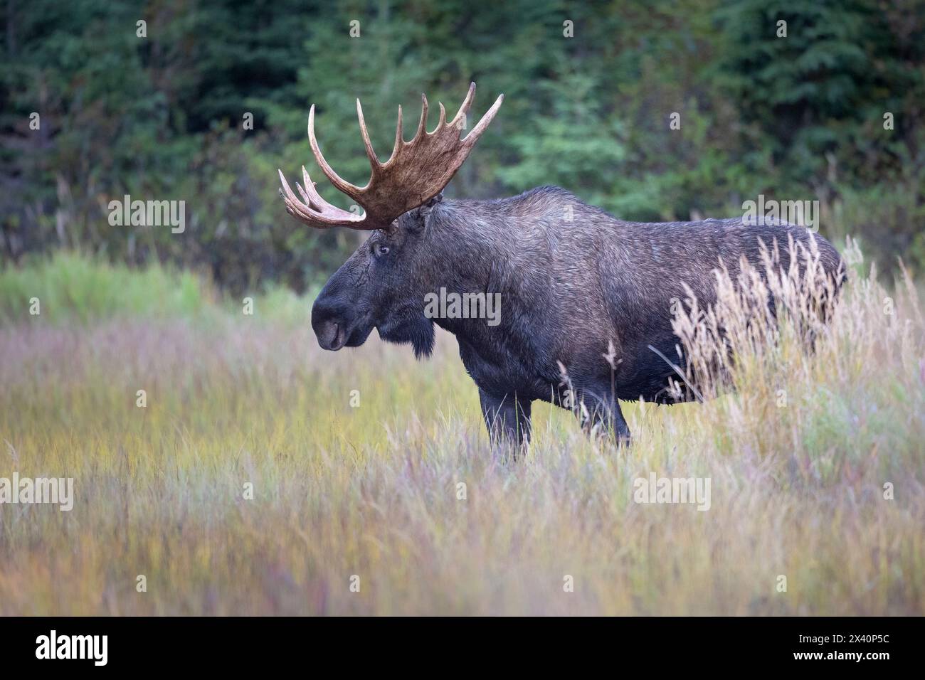 Hormones raging, a bull moose (Alces alces) standing in the grass locks ...