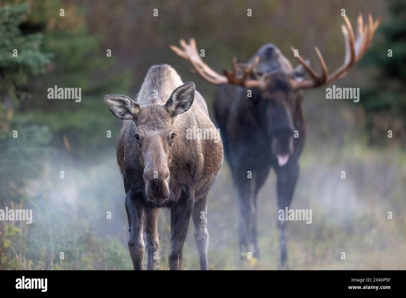 Bull mating with cow hi-res stock photography and images - Alamy