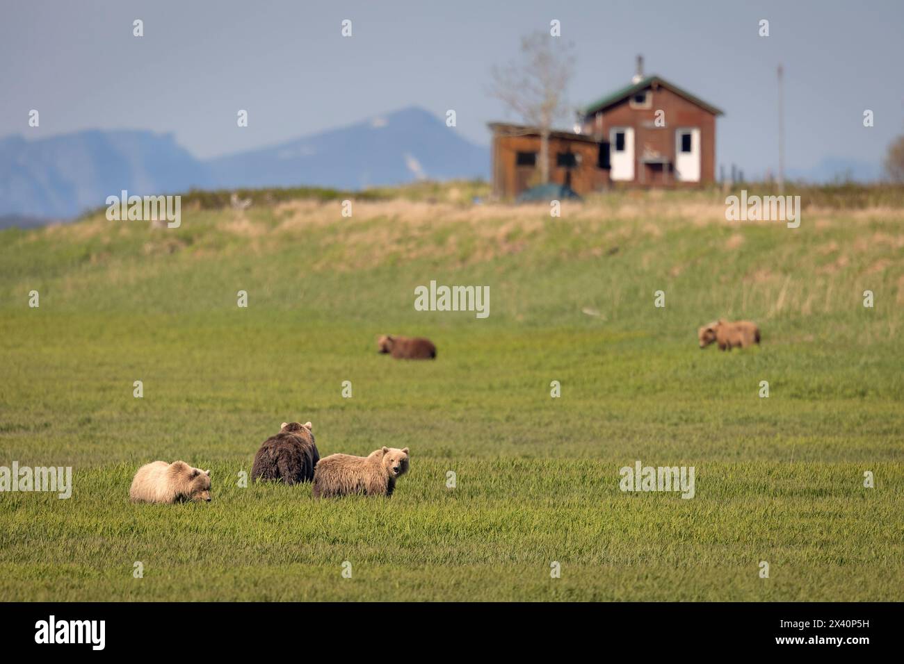 Mcneil river camp hi-res stock photography and images - Alamy