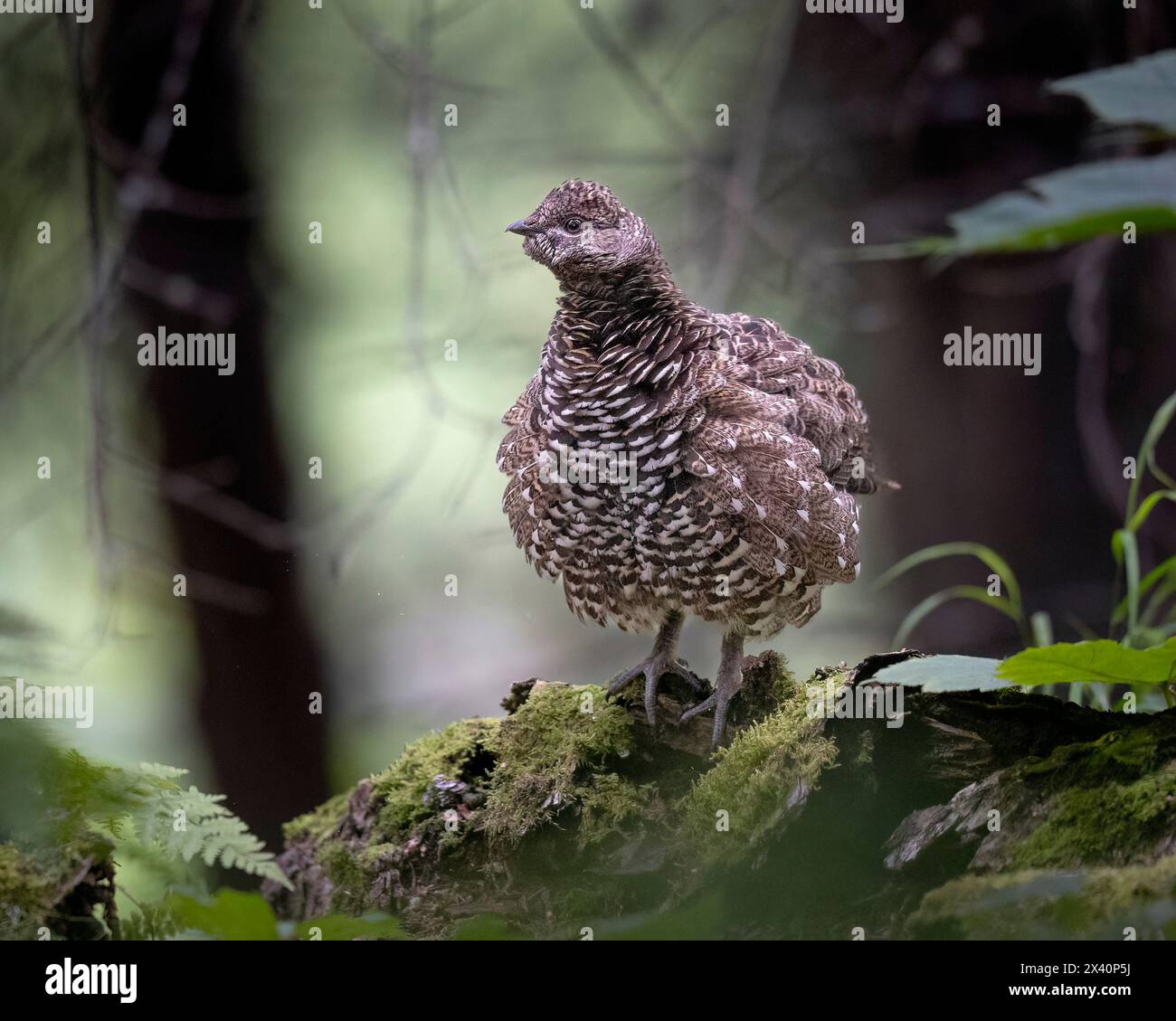 Puffing up feathers hi-res stock photography and images - Alamy