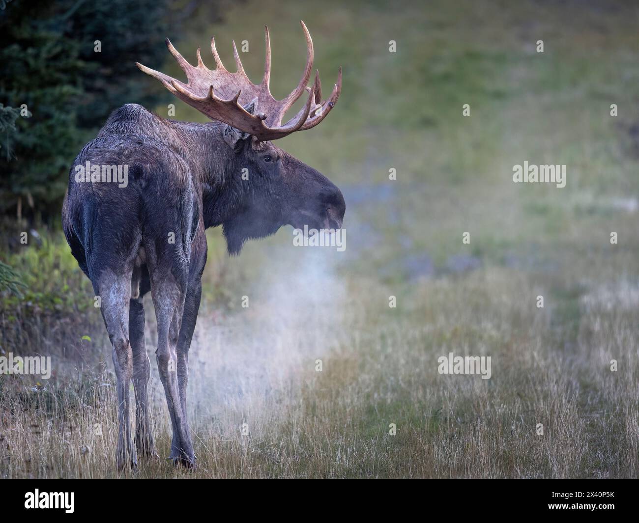 View taken from behind of a bull moose (Alces alces) with its hot ...
