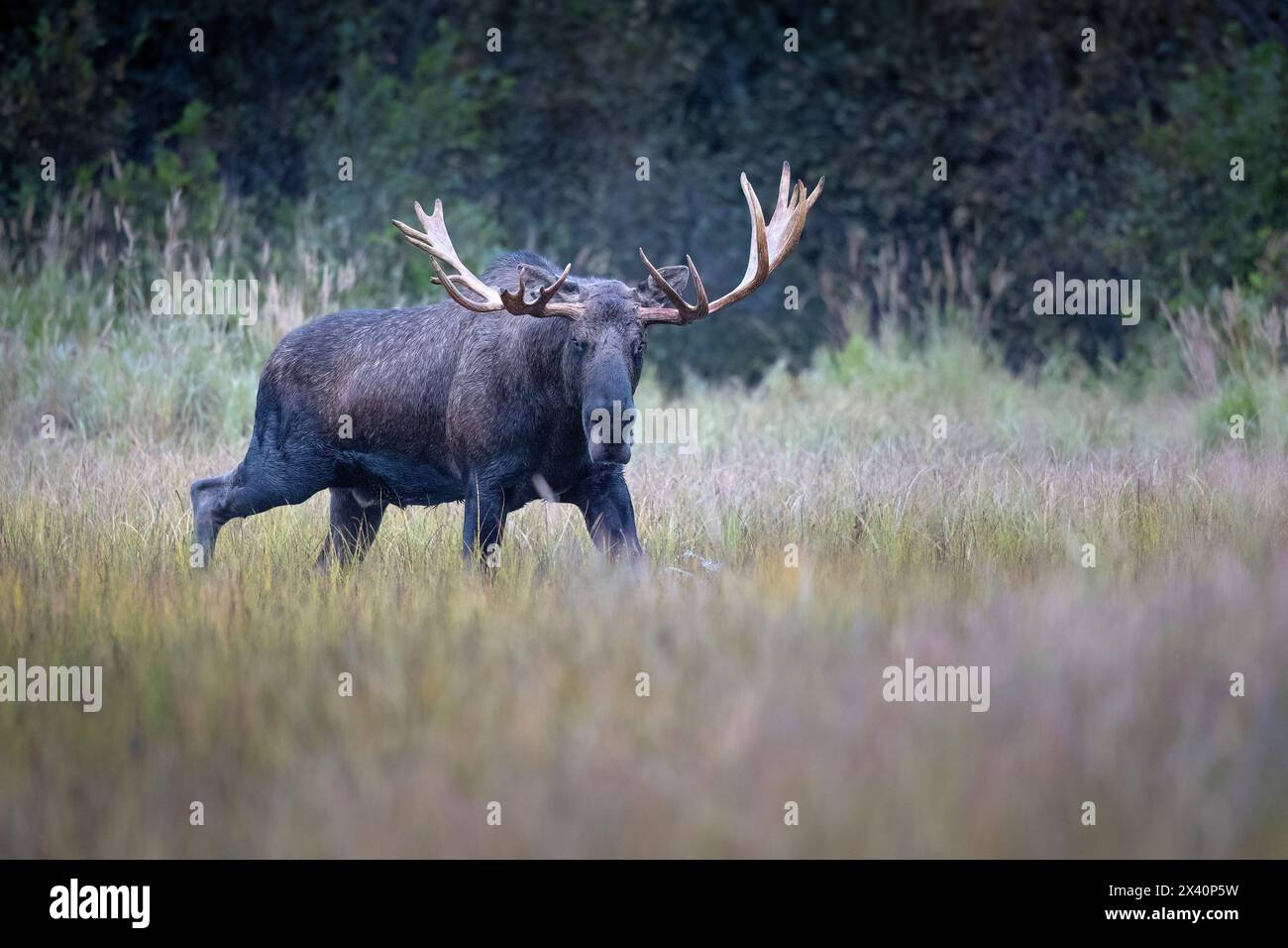 Alaska bull moose (Alces alces) patrols a marsh during the rut, or fall ...