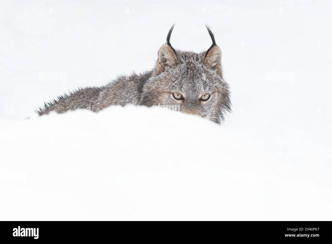 Close up portrait of a Canadian Lynx (Lynx canadensis) in the snow ...