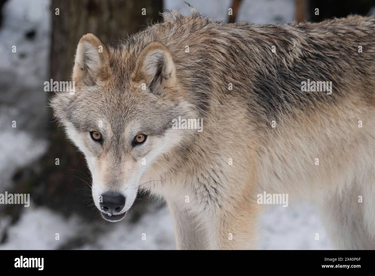 Close-up of a Wolf (Canis lupus) in the wild; Haines Junction, Yukon ...