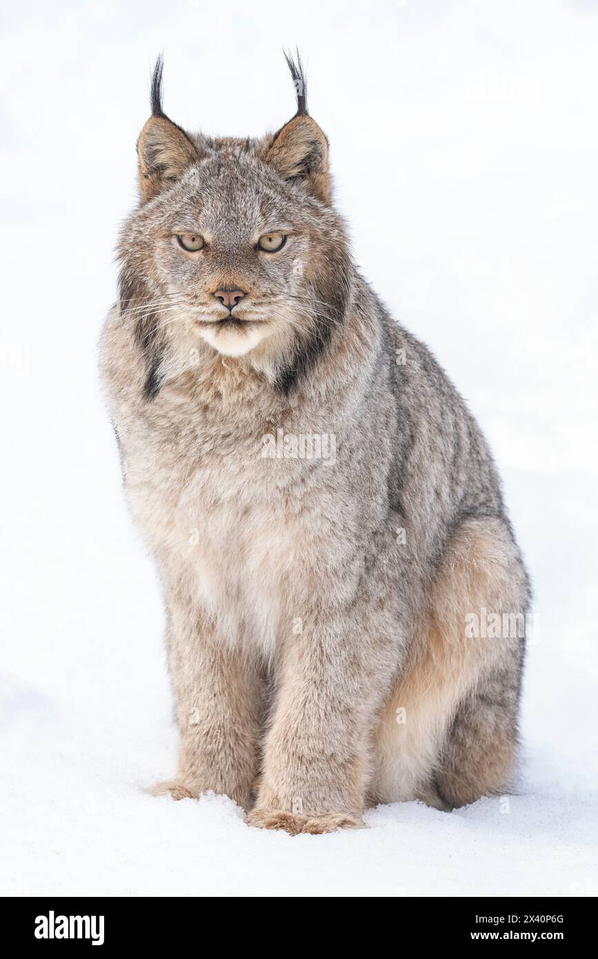 Close up portrait of a Canadian Lynx (Lynx canadensis) in the snow ...