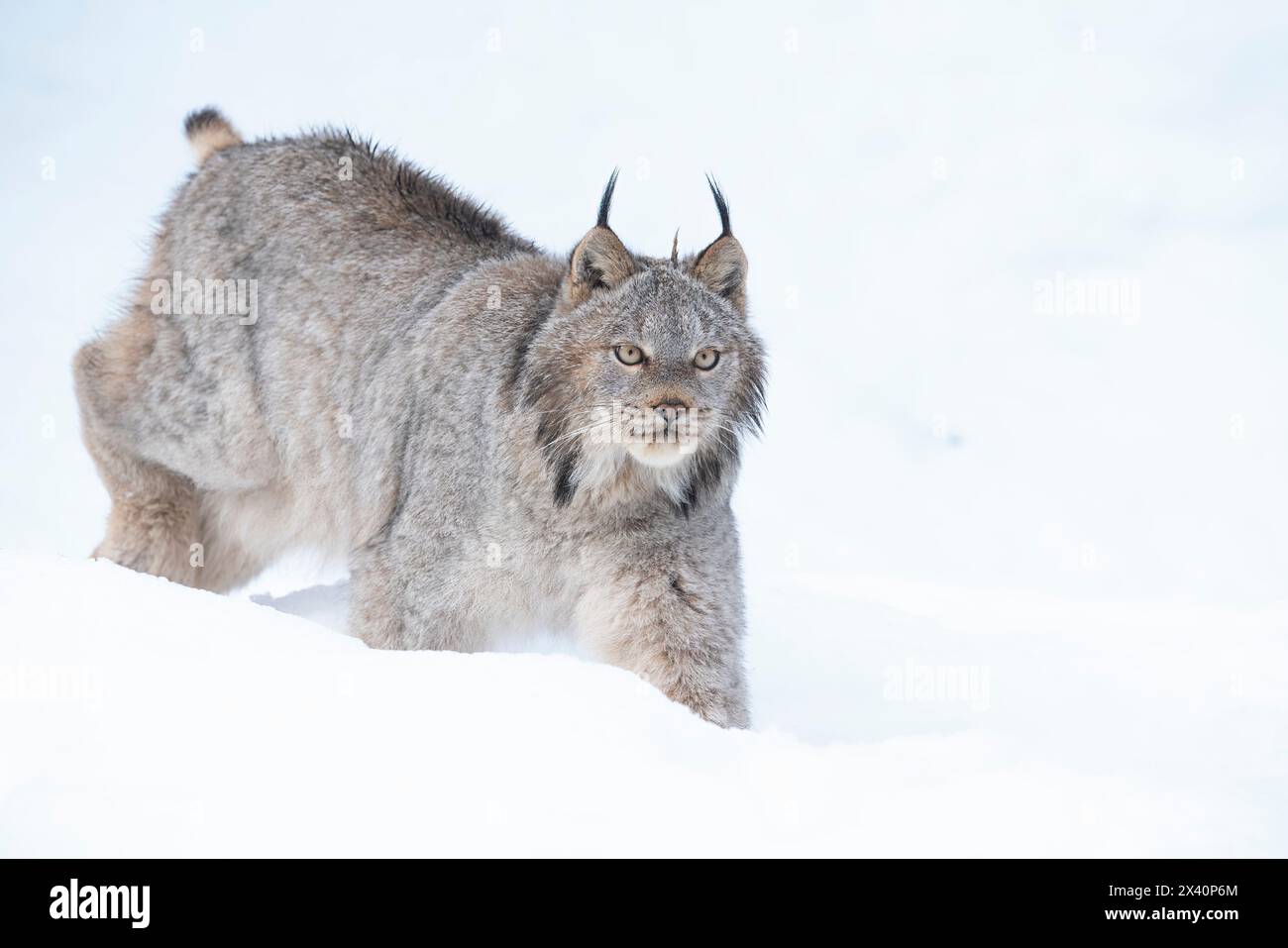 Close up portrait of a Canadian Lynx (Lynx canadensis) on the move in ...