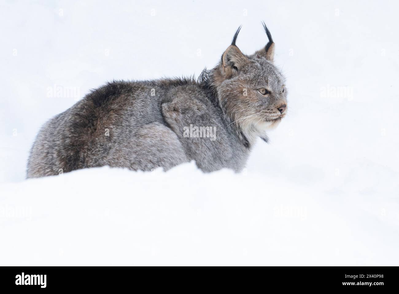 Close up portrait of a Canadian Lynx (Lynx canadensis) in the snow ...