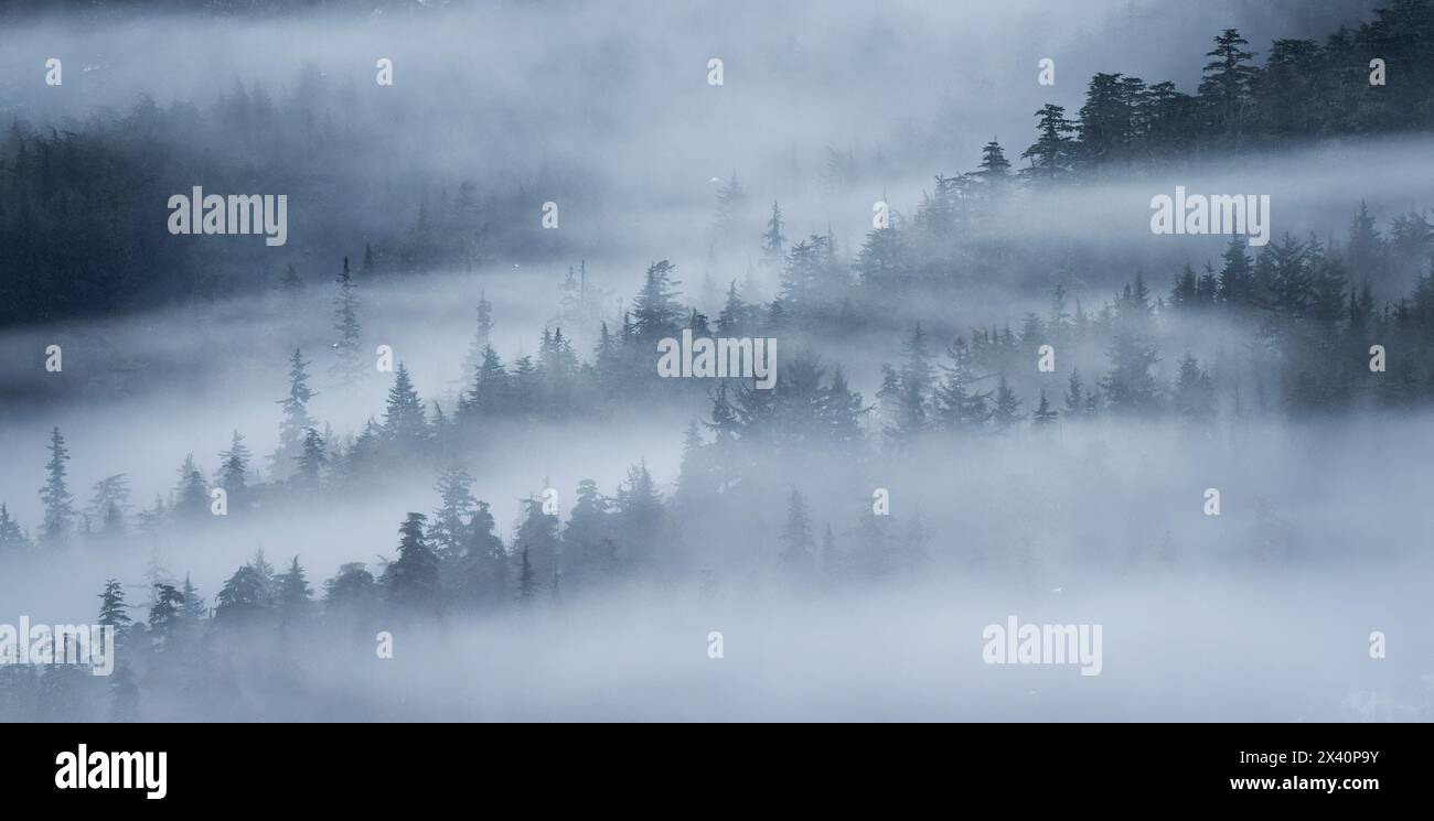 Mist shrouds the trees of coastal Alaska in Haines. Creates a moody and ...