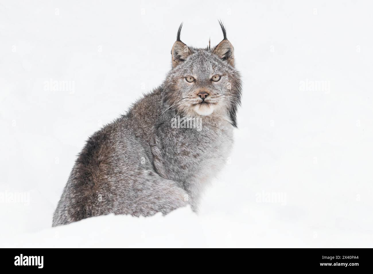 Close up portrait of a Canadian Lynx (Lynx canadensis) in the snow ...