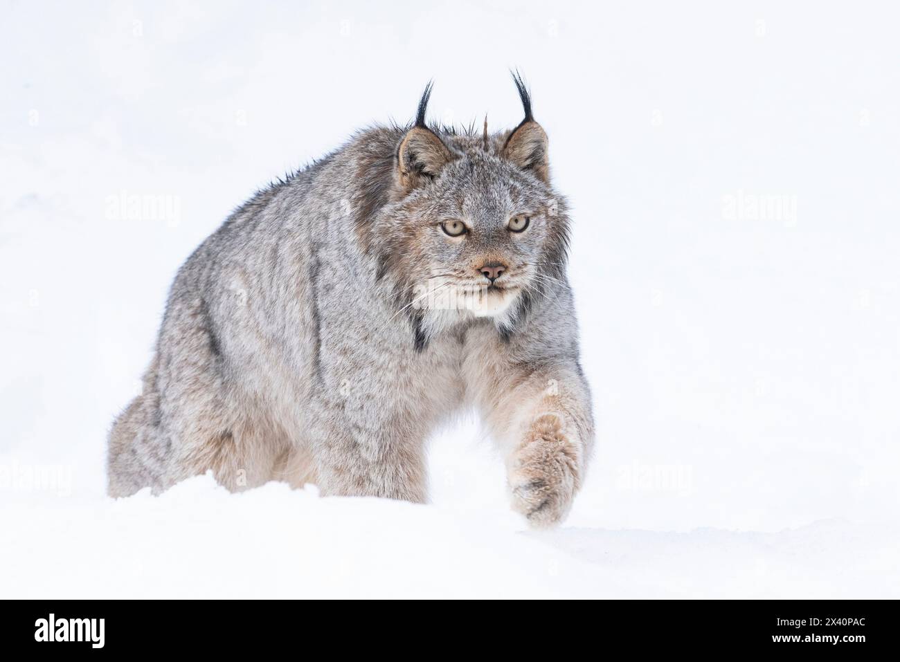 Close up portrait of a Canadian Lynx (Lynx canadensis) on the move in ...