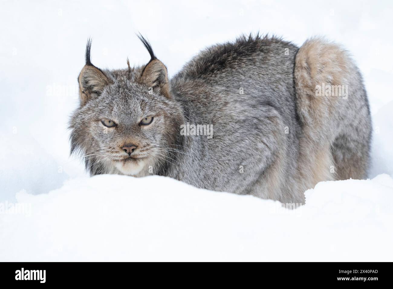 Close up portrait of a Canadian Lynx (Lynx canadensis) in the snow ...