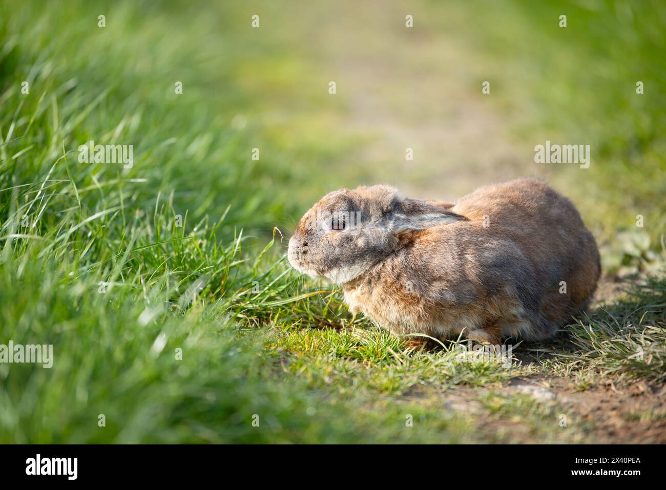 Domestic rabbit or bunny on a green spring meadow in nature, cute ...