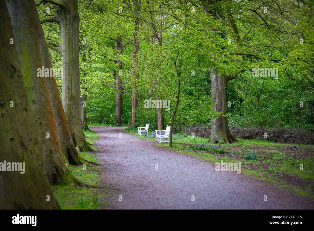 White bench in the Ockenburgh park in the center of The Hague ...