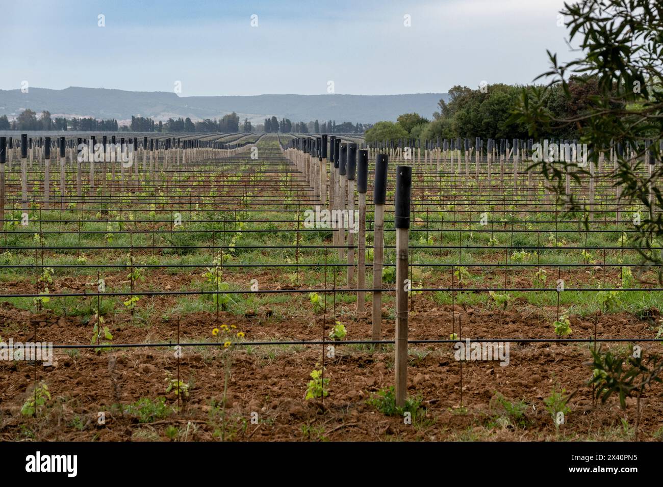 Structures of plants hi-res stock photography and images - Alamy