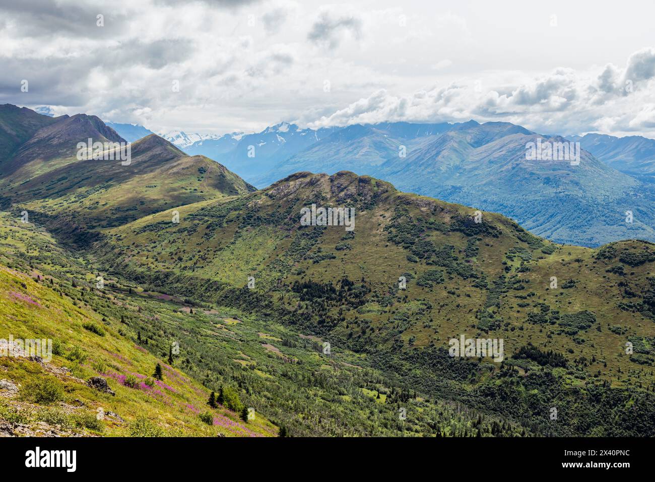 Mountain range and field of fireweed (Chamaenerion angustifolium) in ...