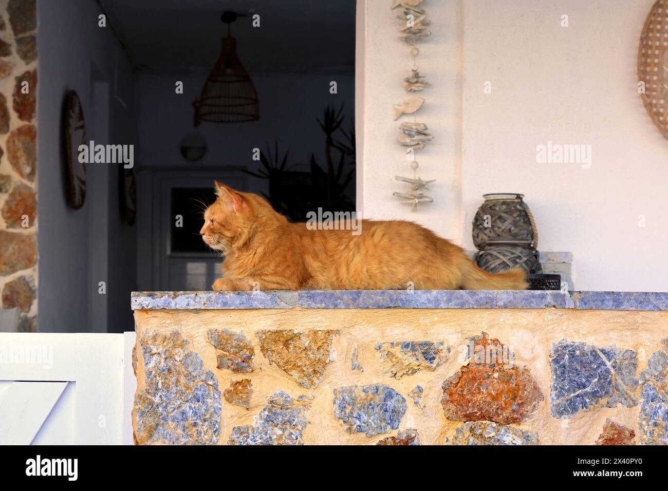 Ginger cat posing for photograph in an attractive setting, Tilos island ...