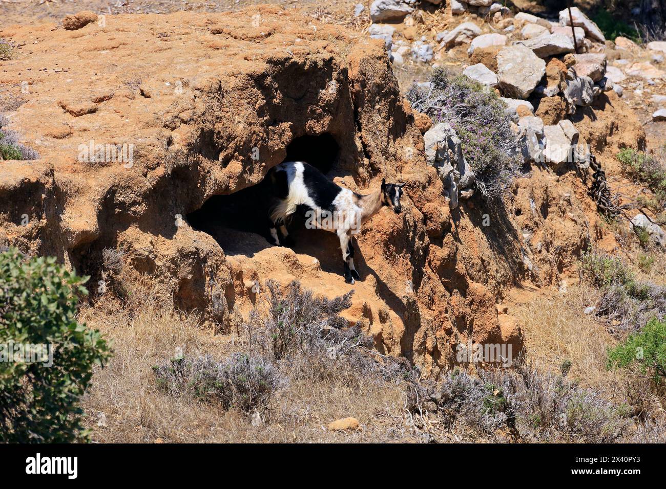 Pretty Greek goat on a rocky hillside sheltering from the sun in a ...