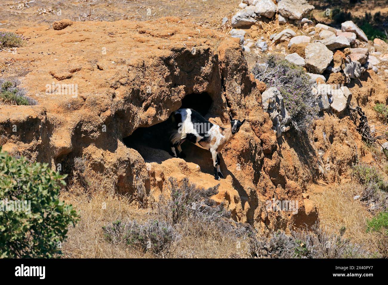 Pretty Greek goat on a rocky hillside sheltering from the sun in a ...