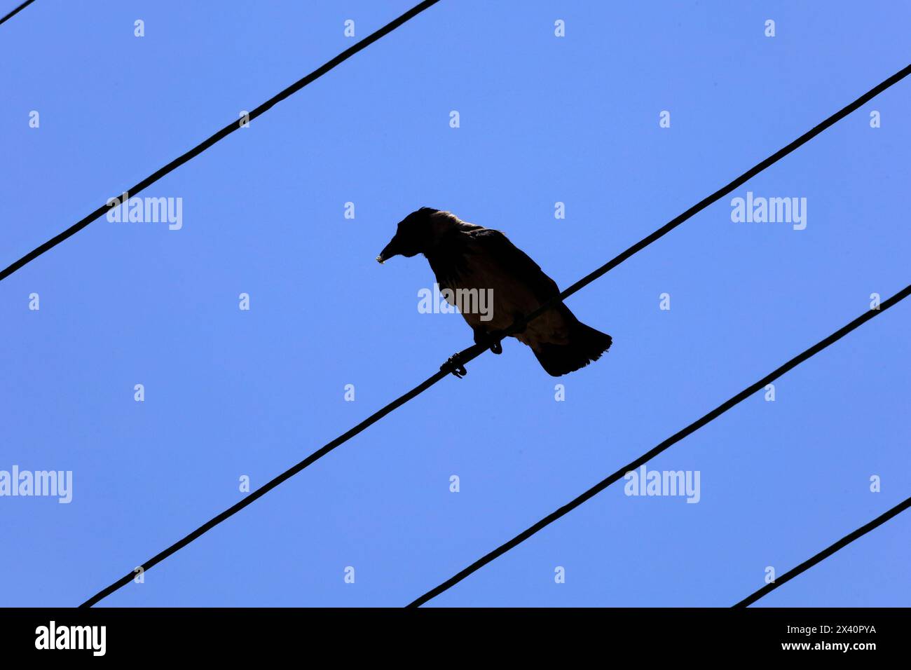 Hooded crow (Corvus cornix) sitting on a wire with food in its beak ...