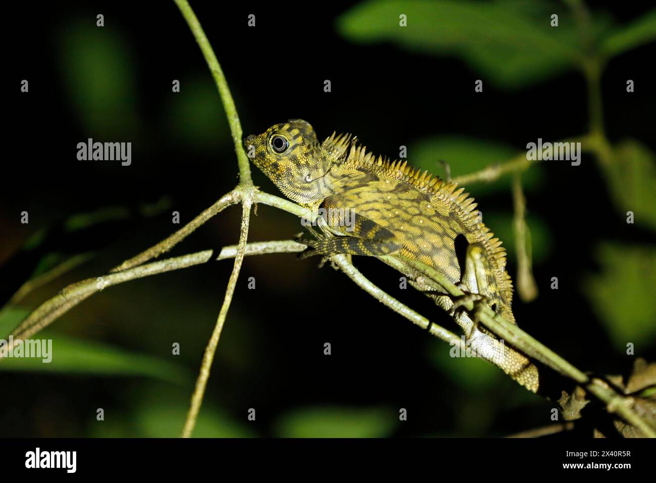 Borneo Anglehead Lizard (Gonocephalus bornensis, aka Borneo Forest ...