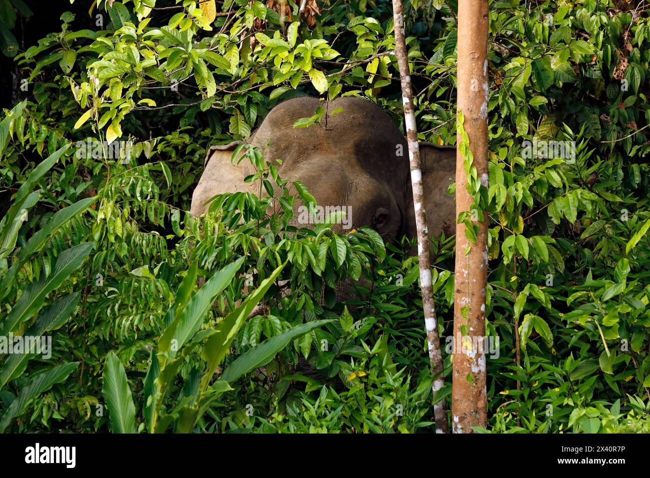 Borneo Elephant (Elephas maximus borneensis, aka Borneo Pygmy Elephant ...