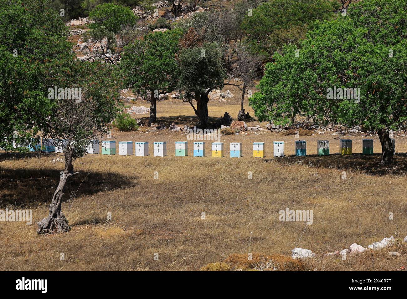 Many bee hives on a hill in the countryside, Tilos island, Dodecanese ...