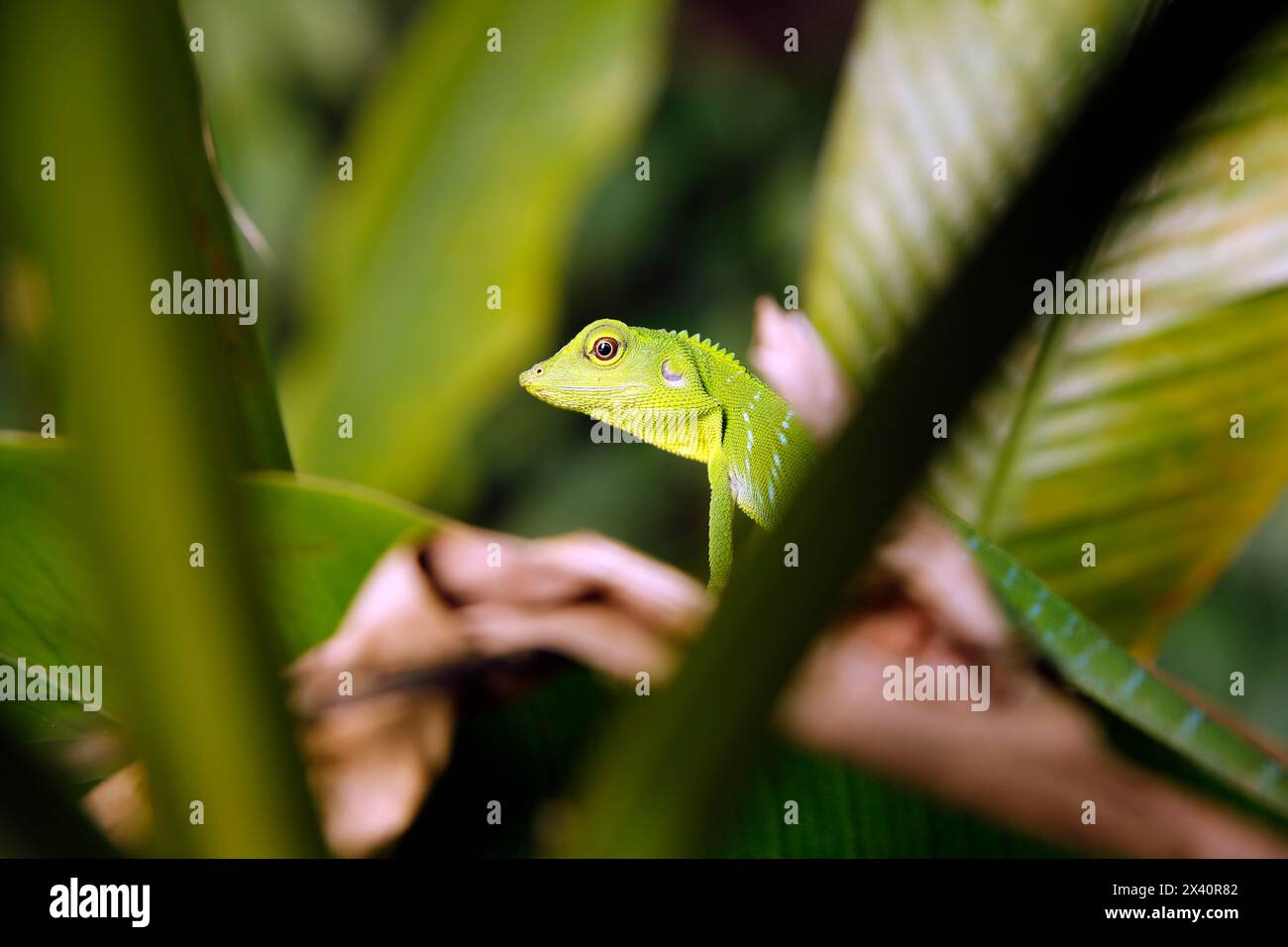 Green Crested Lizard (Bronchocela cristatella). Danum Valley, Sabah ...