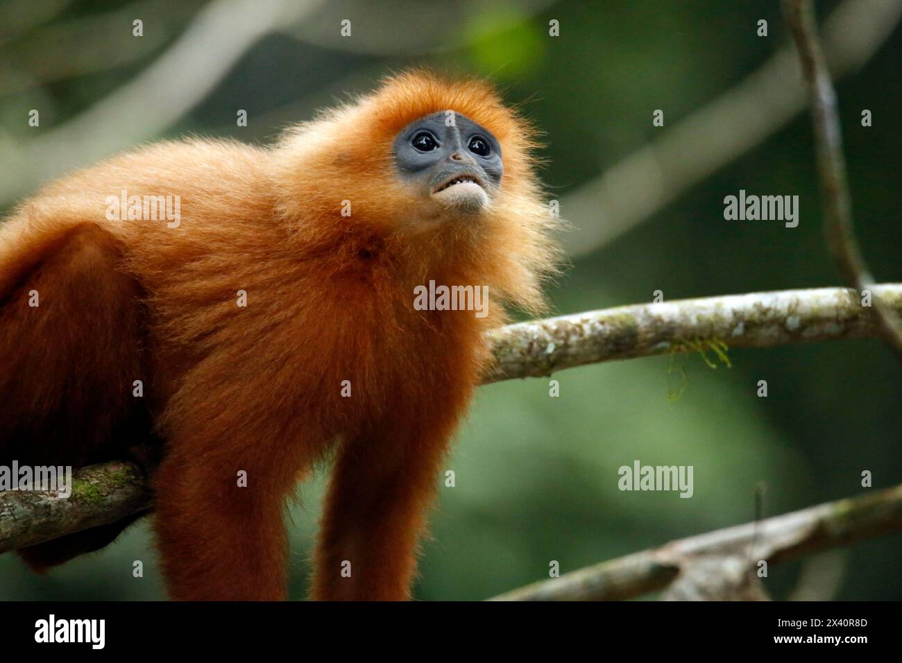 Maroon Leaf Monkey (Presbytis rubicunda, aka Maroon Langur, Red Leaf ...