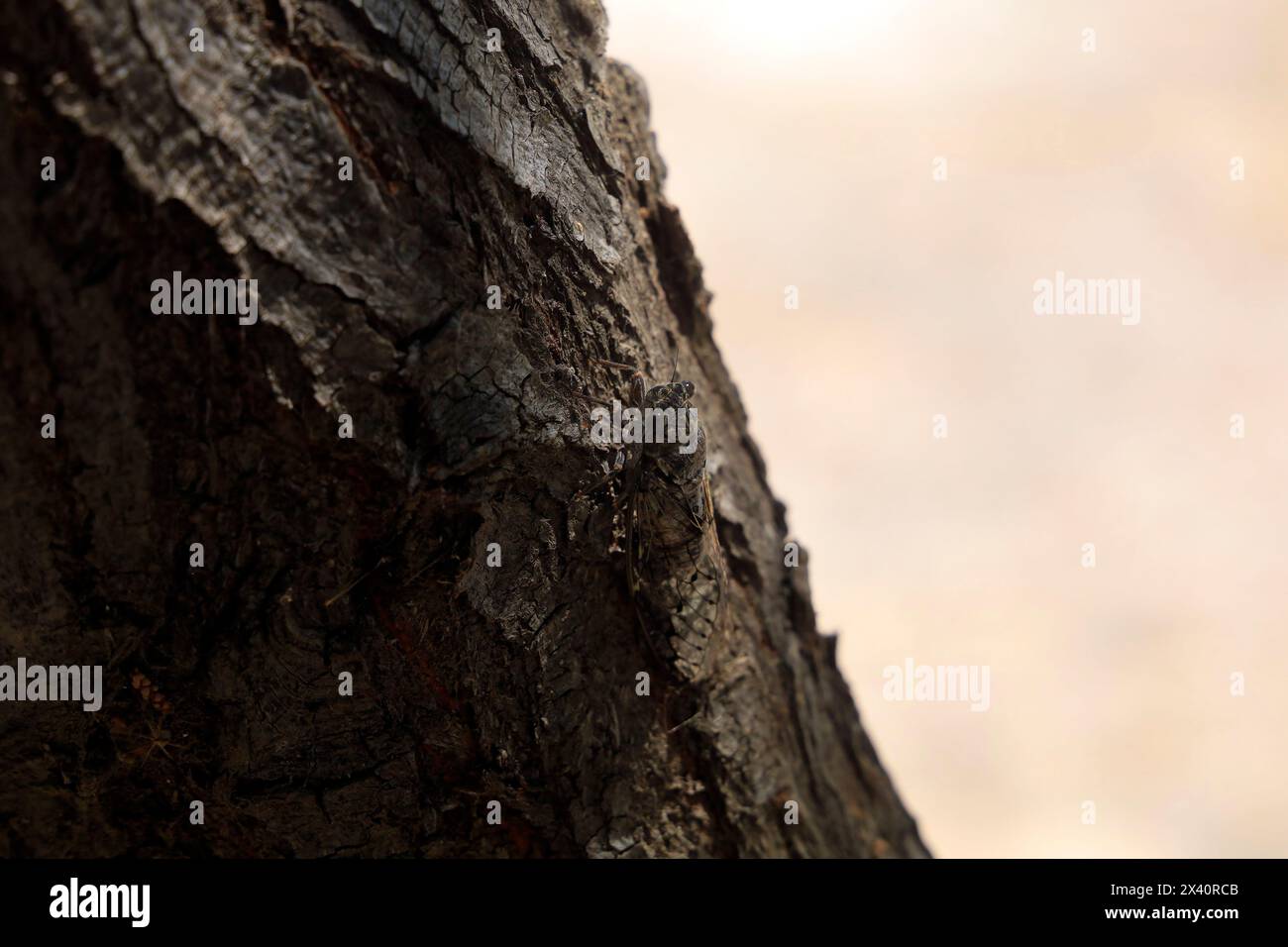 Cicada insect cicadas insects hi-res stock photography and images - Alamy