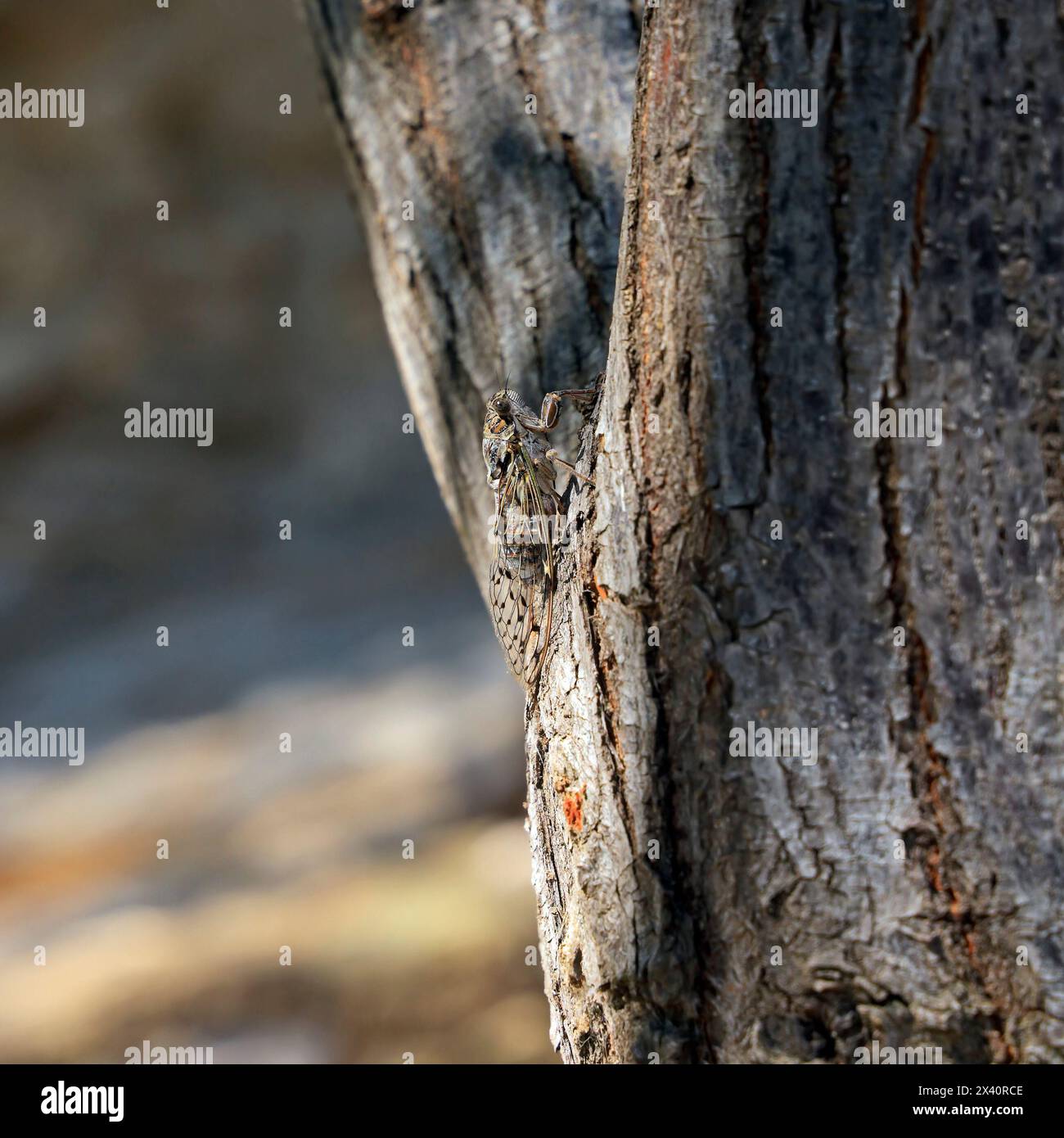 Cicada on a tree, Tilos island, Dodecanese island group. Greece, July ...