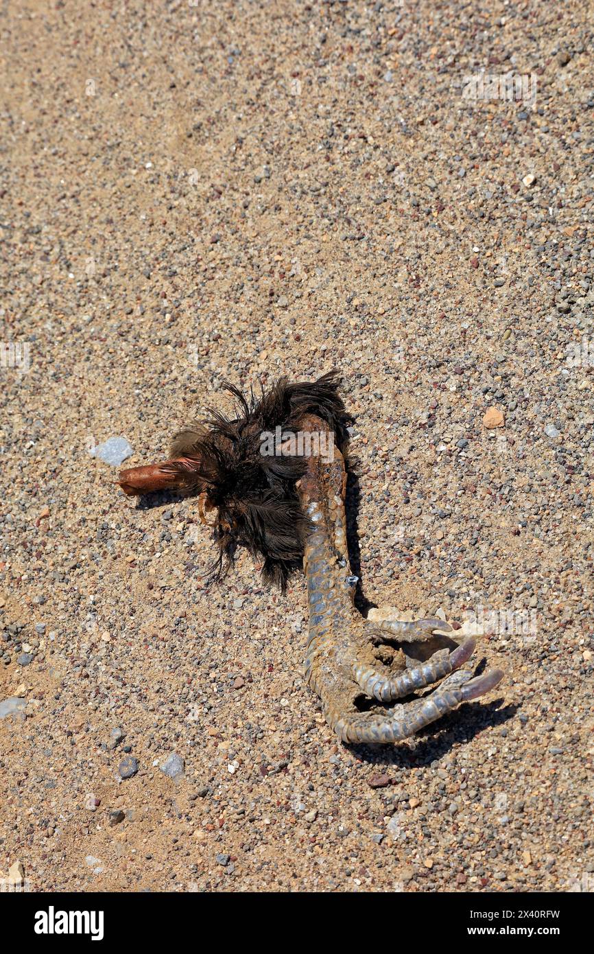 Leg of a dead bird on the road Stock Photo - Alamy