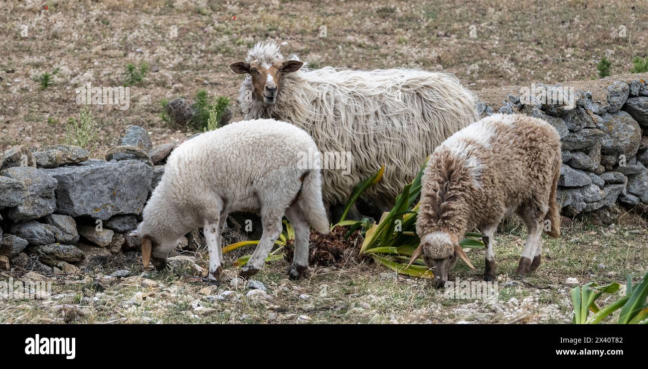Three sheep (Ovis aries) grazing along a stone wall; Mykonos, Greece ...