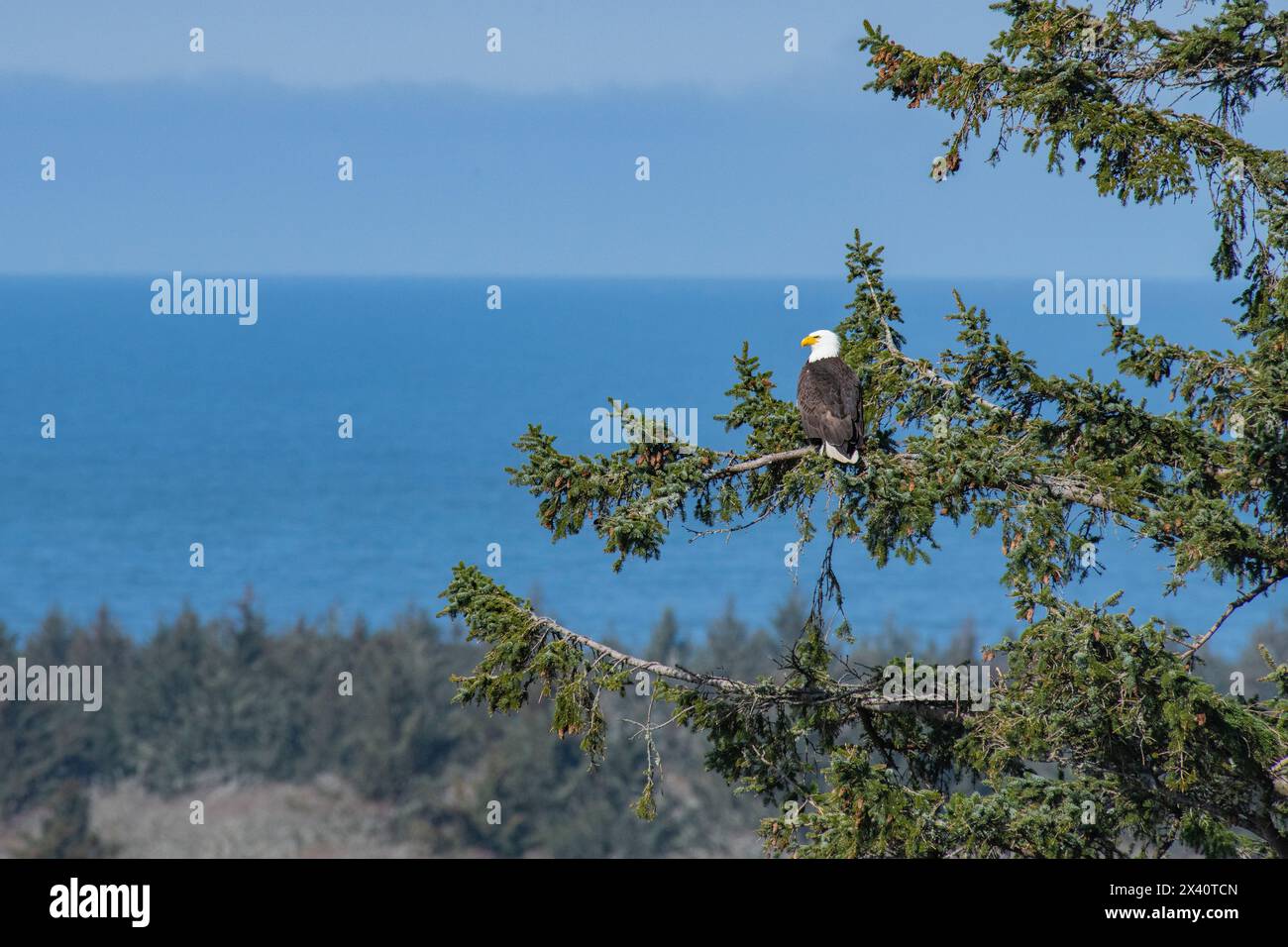 A Bald Eagle (Haliaeetus leucocephalus) looking over his domain at Cape ...