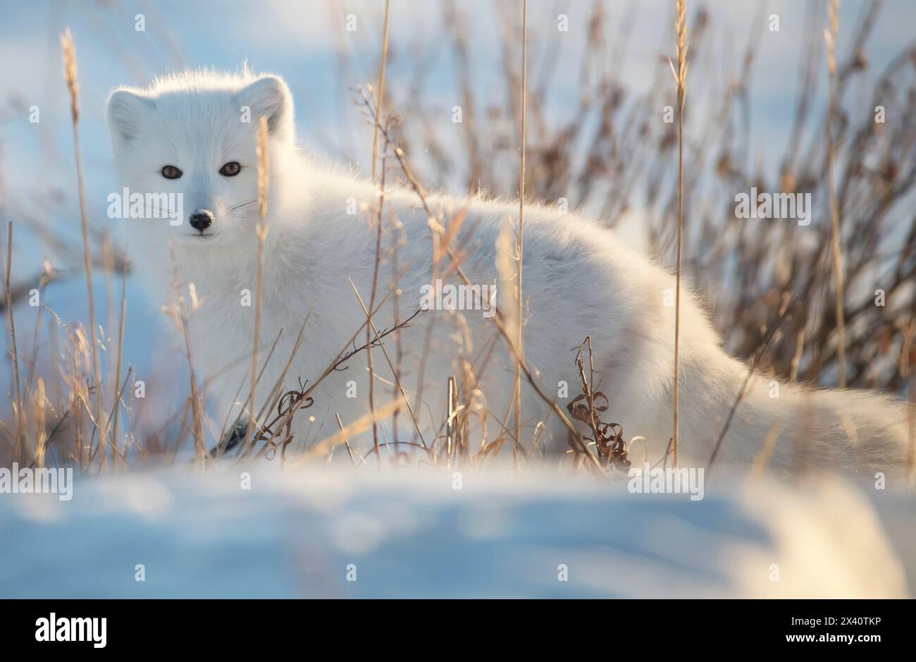 Arctic fox (Vulpes lagopus) on the snowy Arctic tundra; Churchill ...