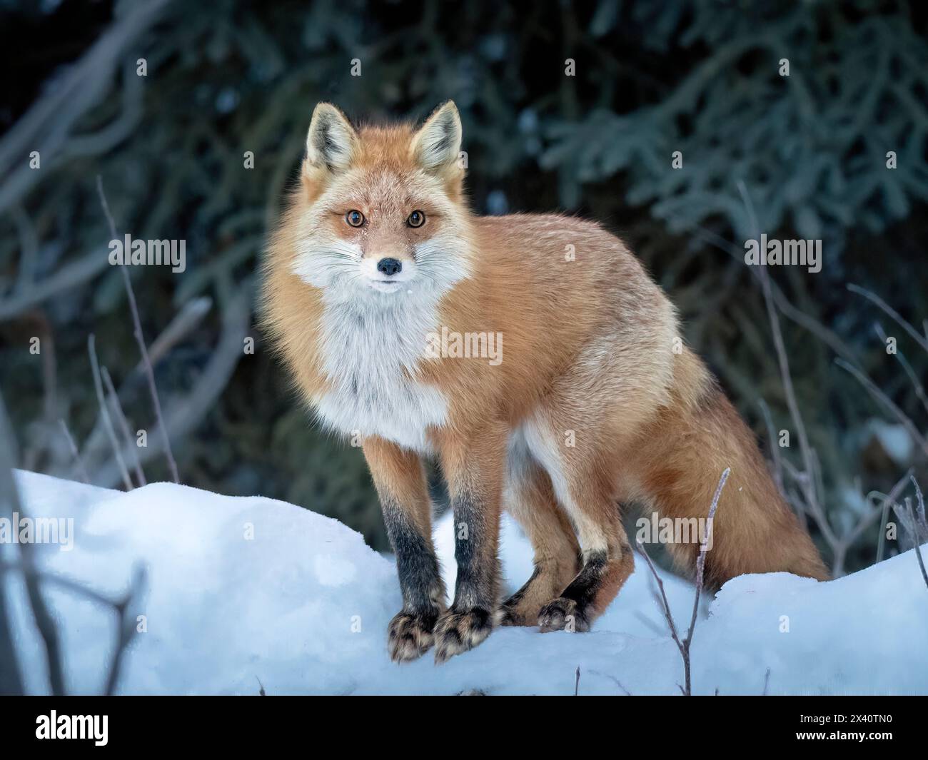 Close-up portrait of a red fox (Vulpes vulpes) faces the photographer ...
