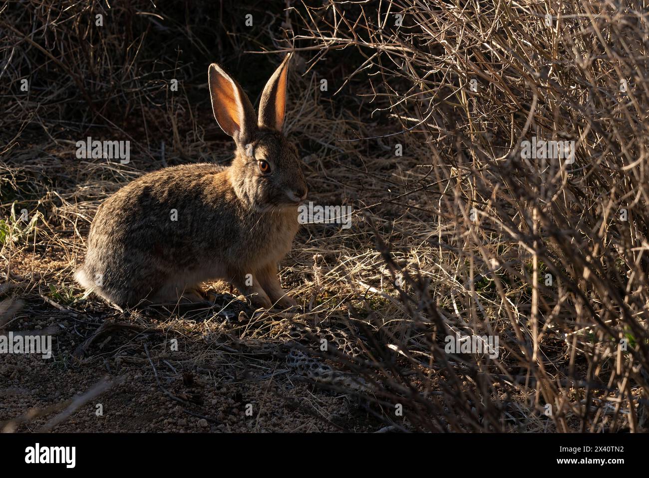 Jackrabbit (Lepus species) with backlit ears in Joshua Tree National ...